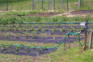 Westbay Community Action | Helping People, Changing Lives